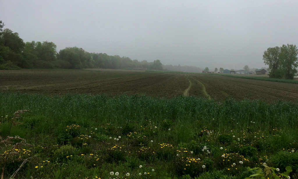 Growing Chestnut Agroforestry in New England - Jono Neiger