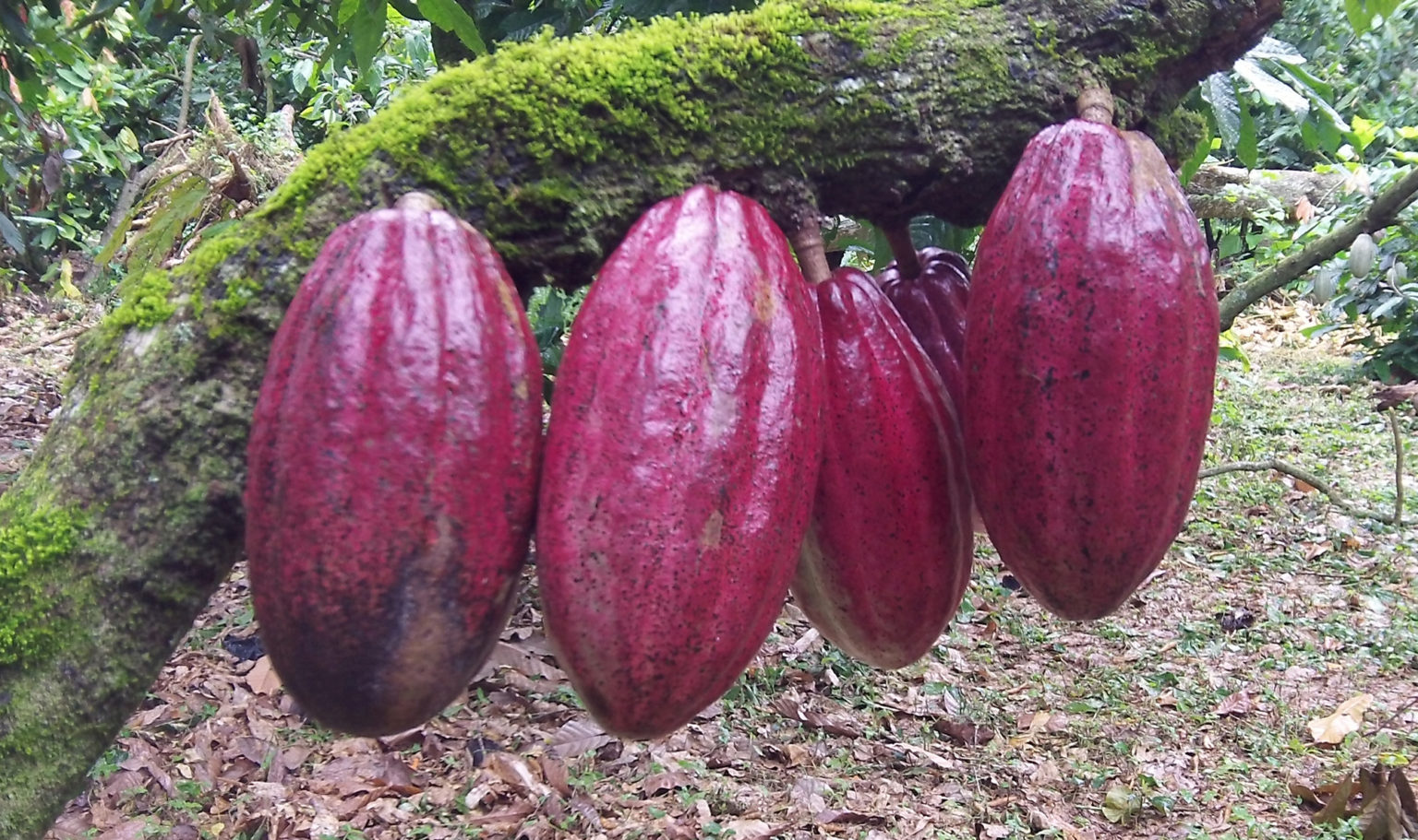 Cacao Agroforestry in the Dominican Republic