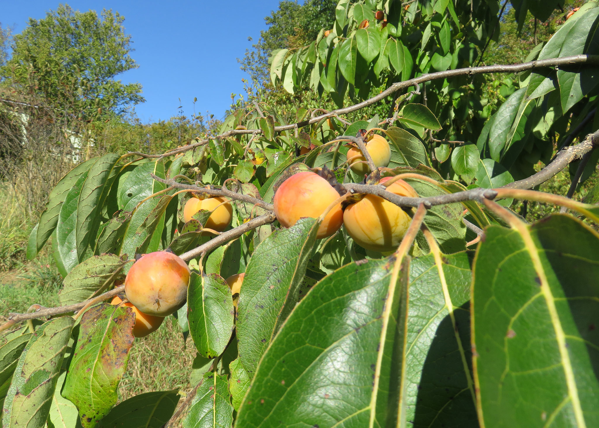 Agroforestry Crops for the Northeast | Regenerative Design Group