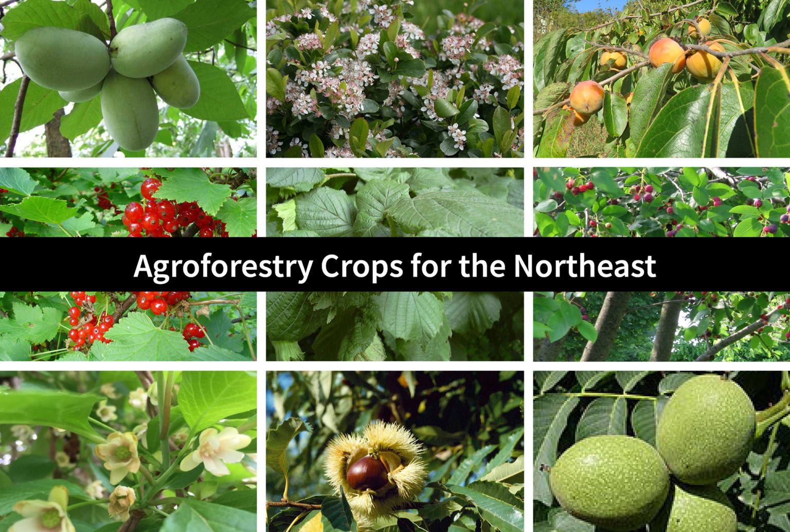 Agroforestry Crops for the Northeast - Regenerative Design Group
