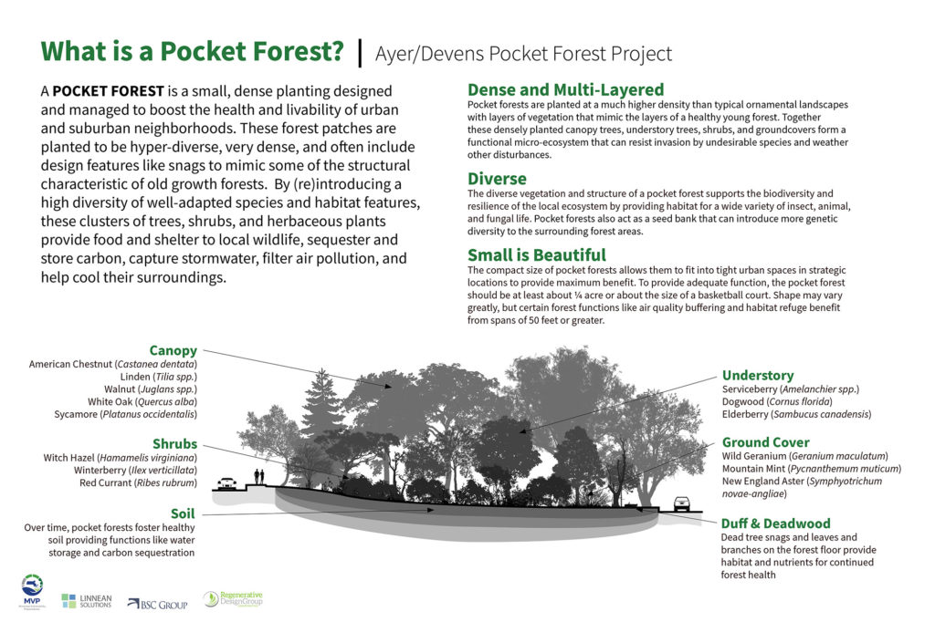 Ayer/Devens Pocket Forest Project - Regenerative Design Group