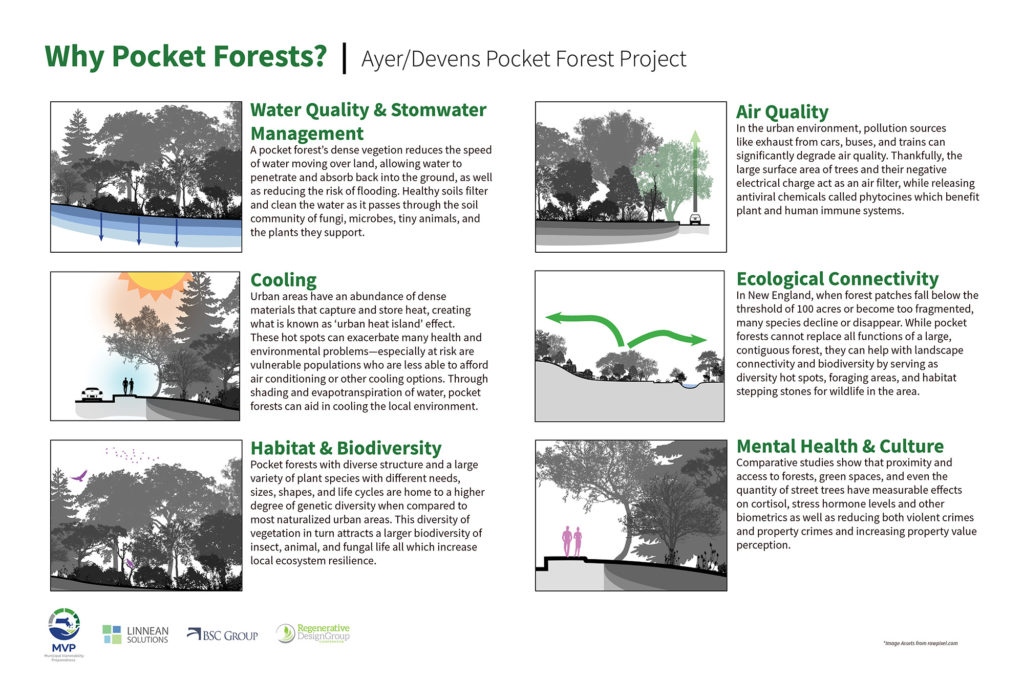 Ayer/Devens Pocket Forest Project - Regenerative Design Group